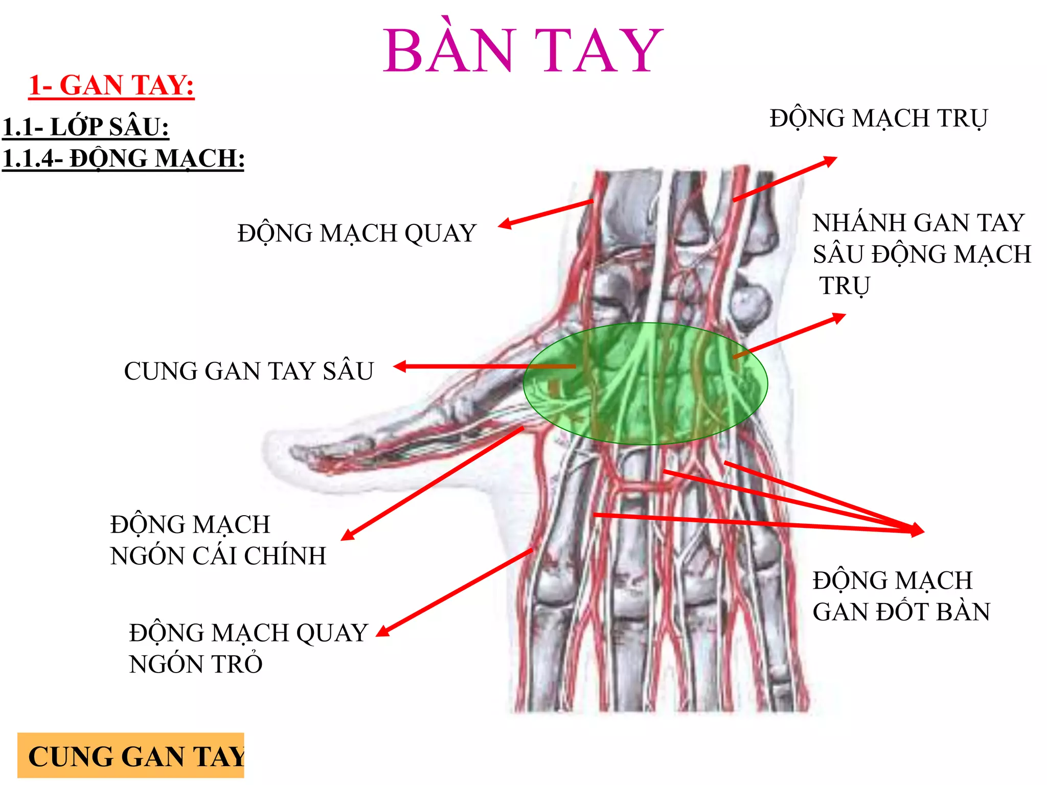 BÀN TAY.ppt