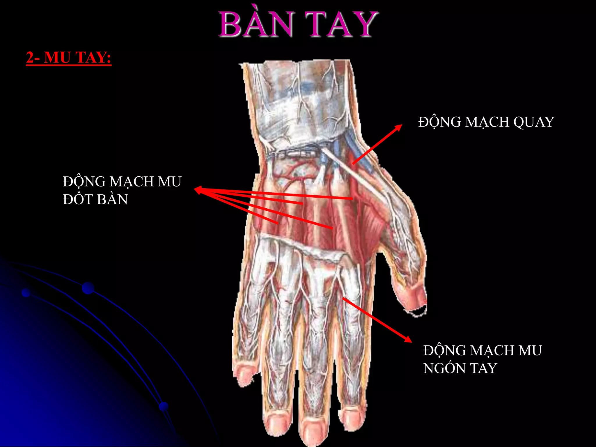 BÀN TAY.ppt
