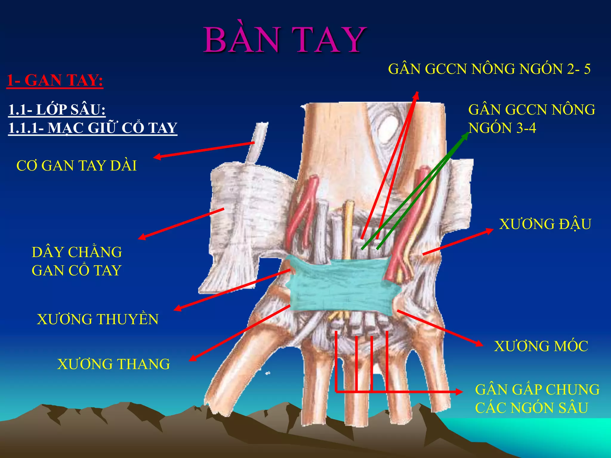 BÀN TAY.ppt