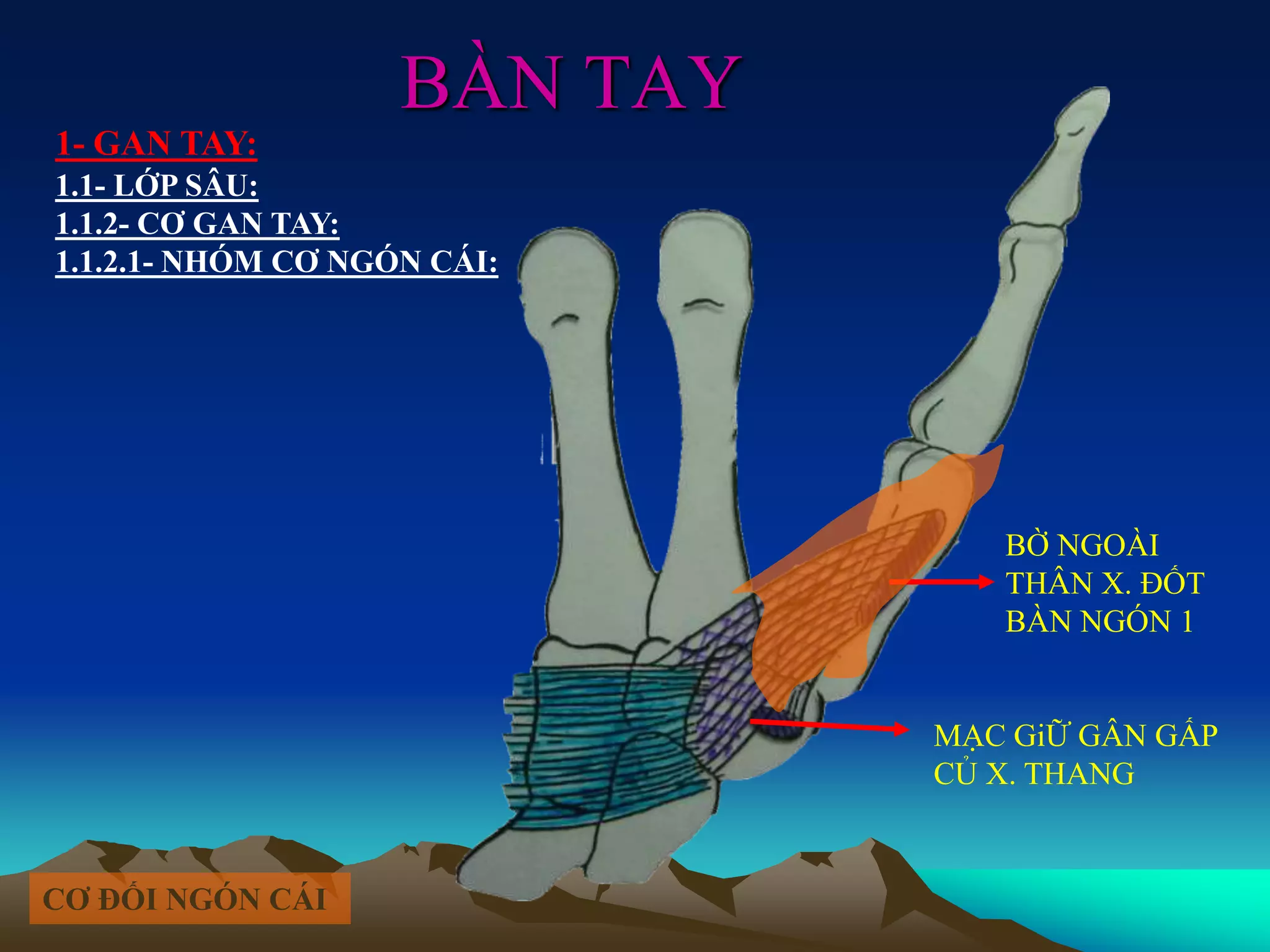 BÀN TAY.ppt