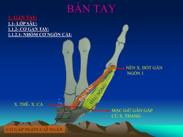 BÀN TAY.ppt