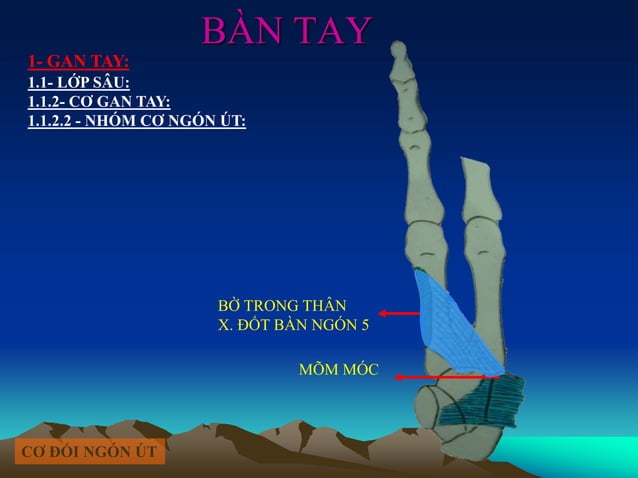BÀN TAY.ppt
