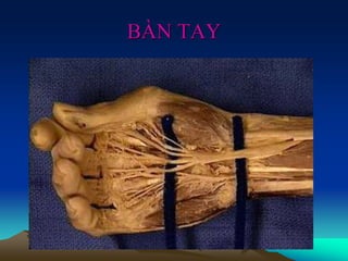 BÀN TAY.ppt