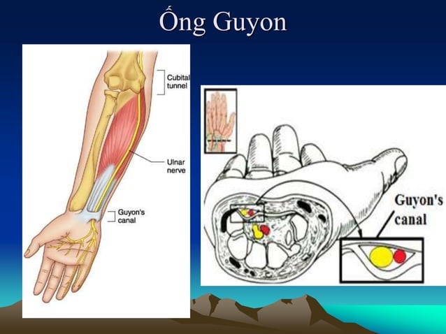 BÀN TAY.ppt