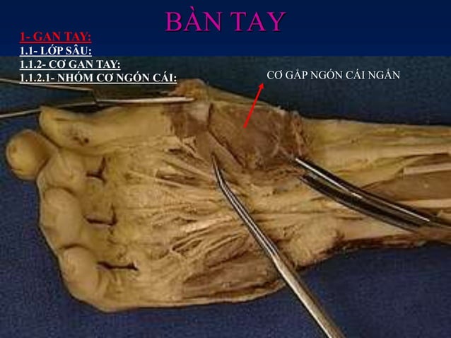 BÀN TAY.ppt