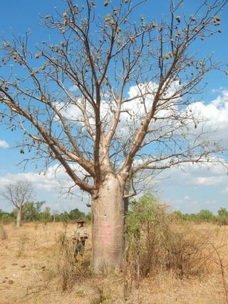 Baobab / Boab Presentation. Marketing media. Export. | PDF | Australia and Oceania Travel ...