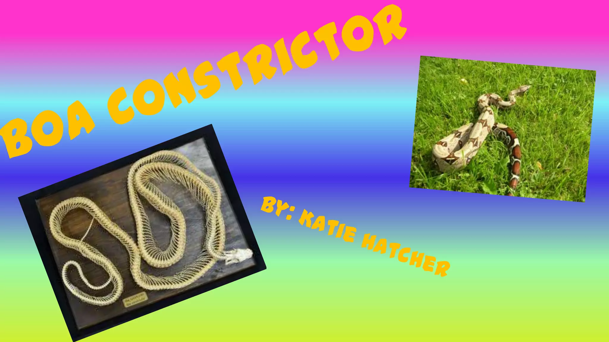 Boa constrictor classification project! | PPTX