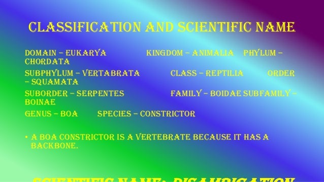 Boa constrictor classification project!