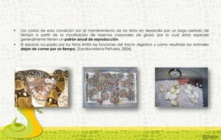 Boa constrictor- Biología del Desarrollo | PPTX