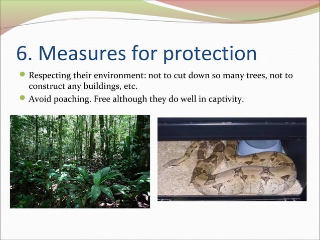 Boa Constrictors | PPT