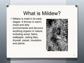Mildew | PPT