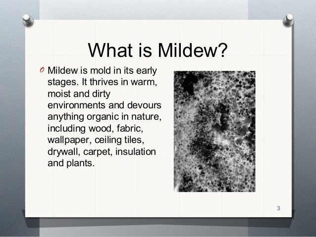 Mildew Meaning