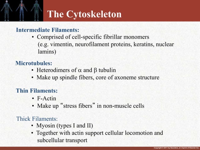 Bobby chapter 002 | PPT | Biological Sciences | Science