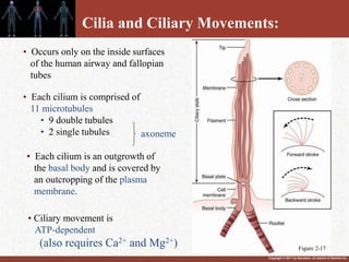 Bobby chapter 002 | PPT
