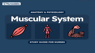 muscular system anatomy and physiology.pptx