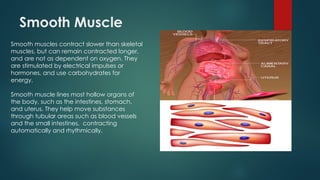 muscular system anatomy and physiology.pptx