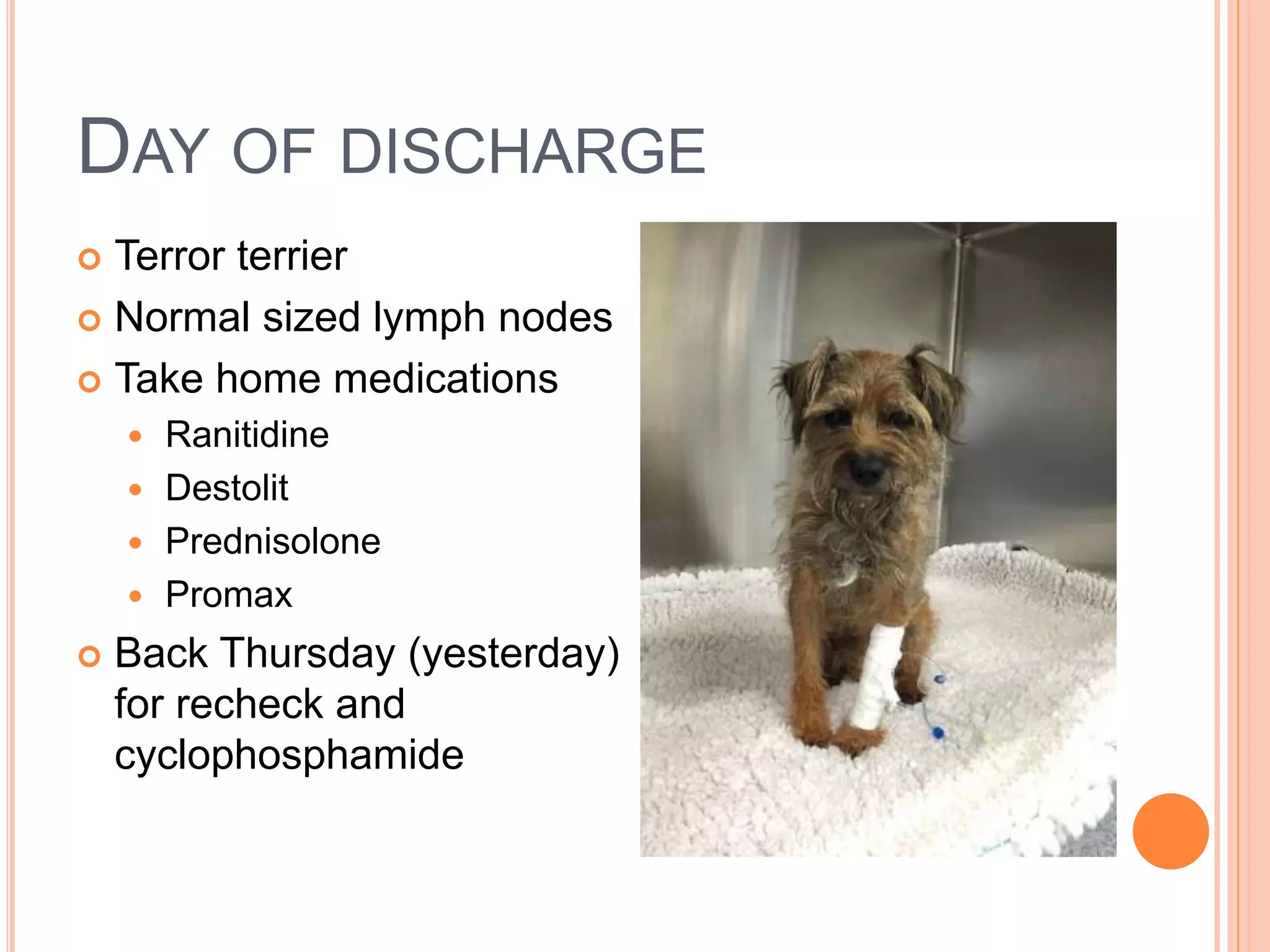Lymphoma in Dogs | PPTX