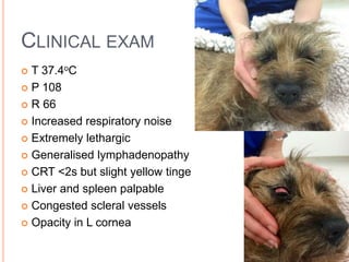 Lymphoma in Dogs | PPTX