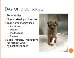 Can Ranitidine Kill Dogs