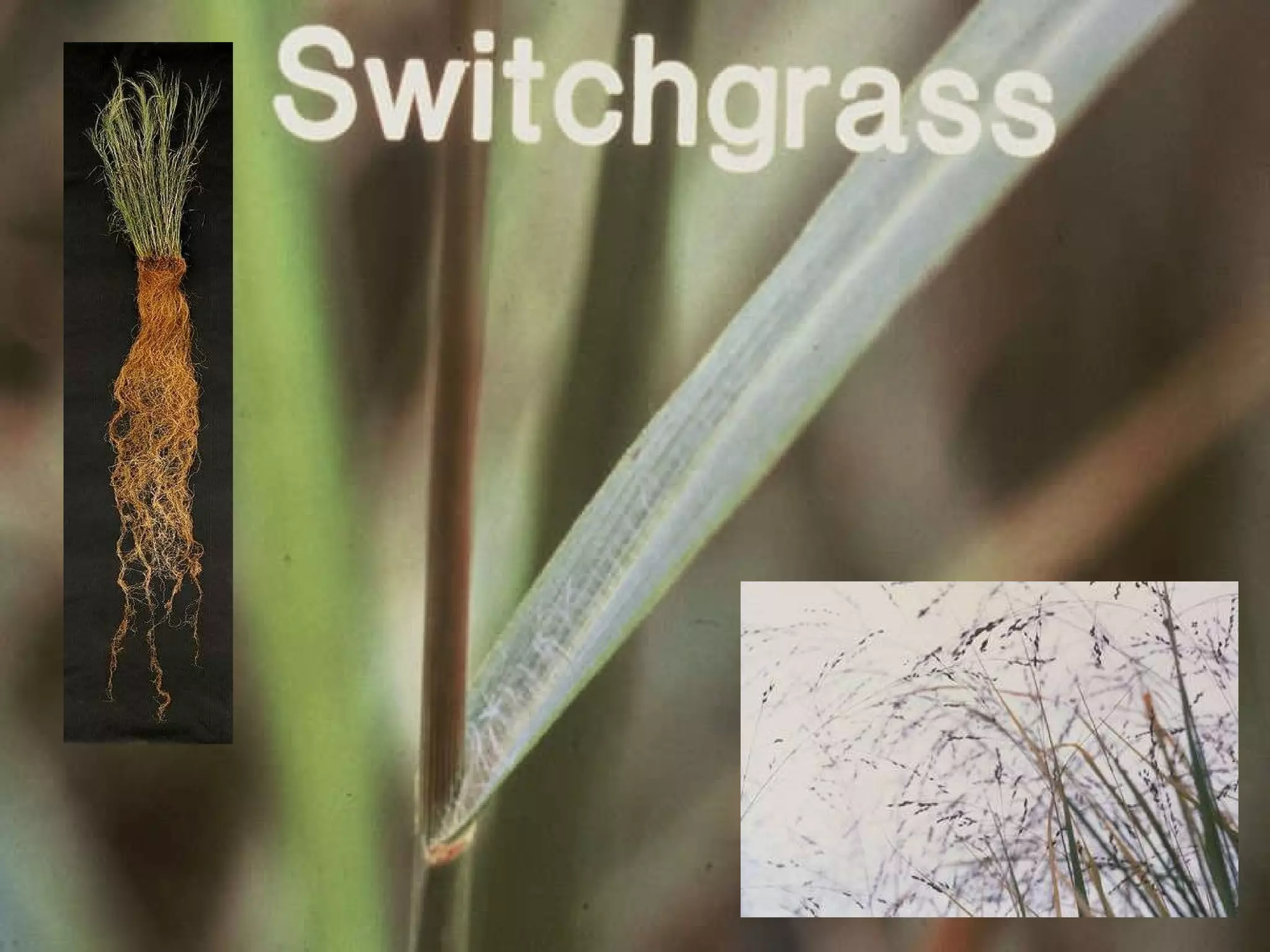 Native Warm Season Grasses - A Primer | PPT