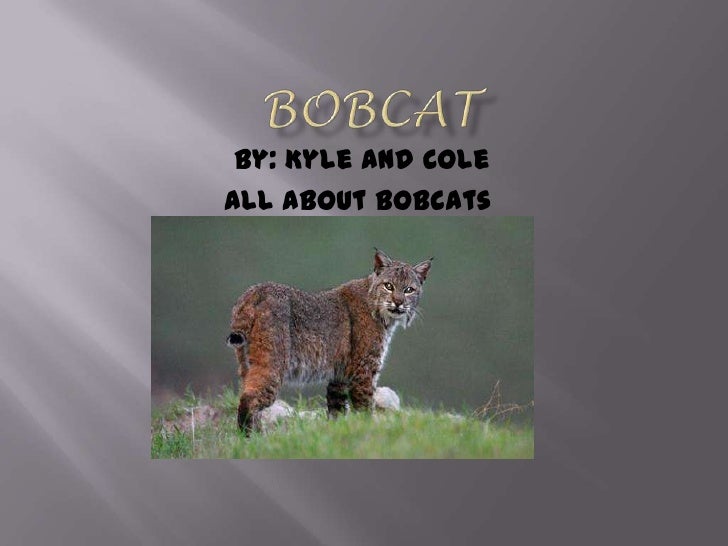 Bobcat