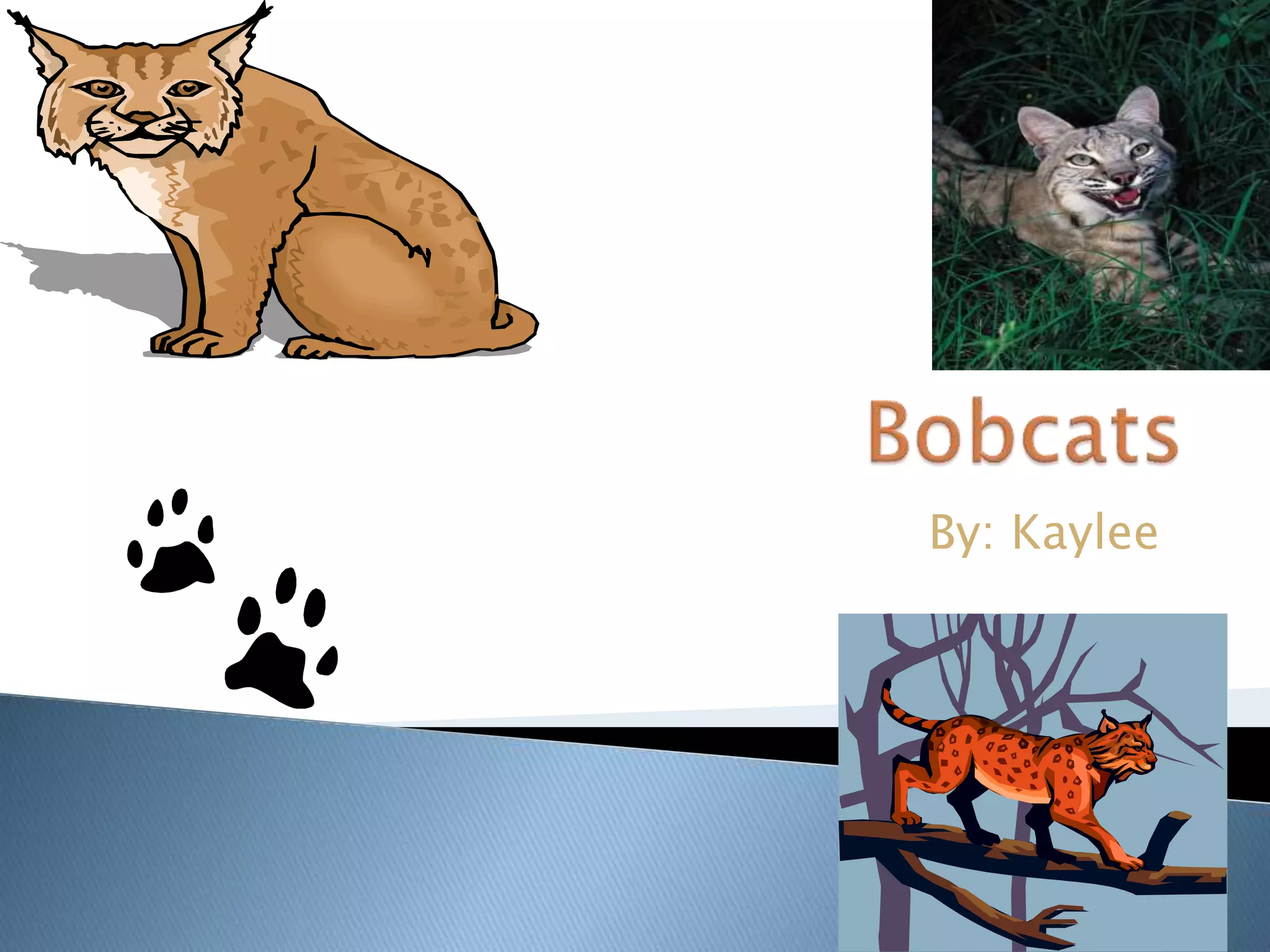 Bobcats project | PPTX