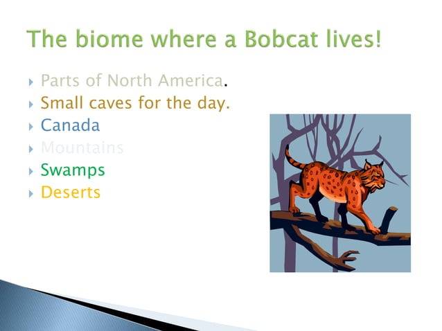 Bobcats project | PPT