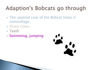 Bobcats project | PPTX