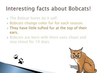Bobcats project | PPT