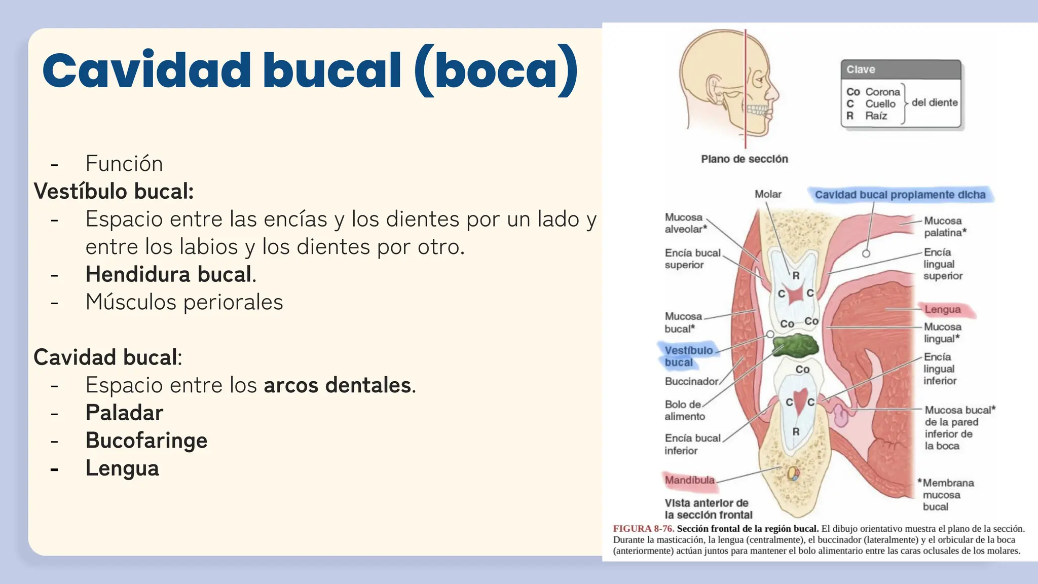 Anatomía de la cavidad bucal moore .pdf