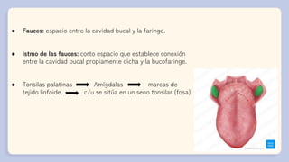Anatomía de la cavidad bucal moore .pdf