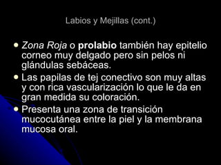 Boca - Cavidad Oral | PPT