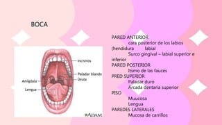APARATO DIGESTIVO SUPERIOR | PPTX