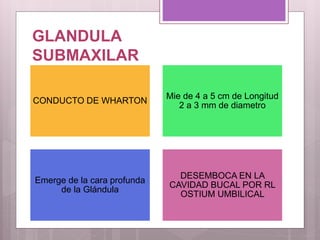 Anatomia Boca faringe esofago estomago duodeno | PPTX
