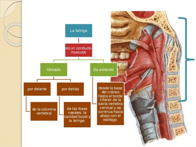 Anatomia Boca faringe esofago estomago duodeno