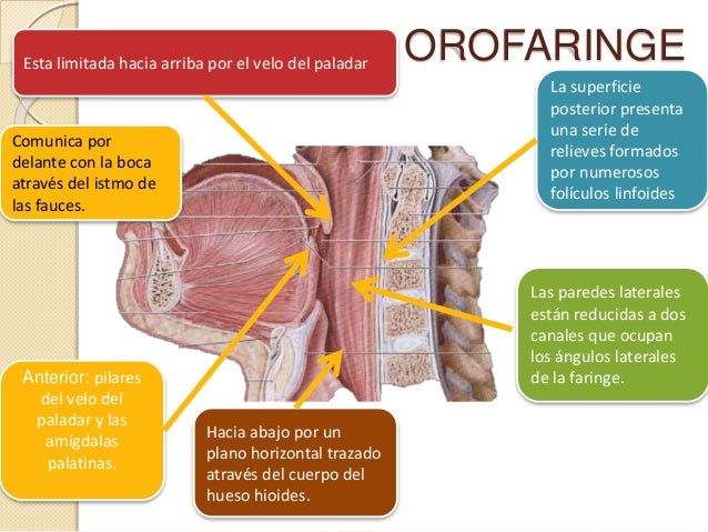 Anatomia Boca faringe esofago estomago duodeno