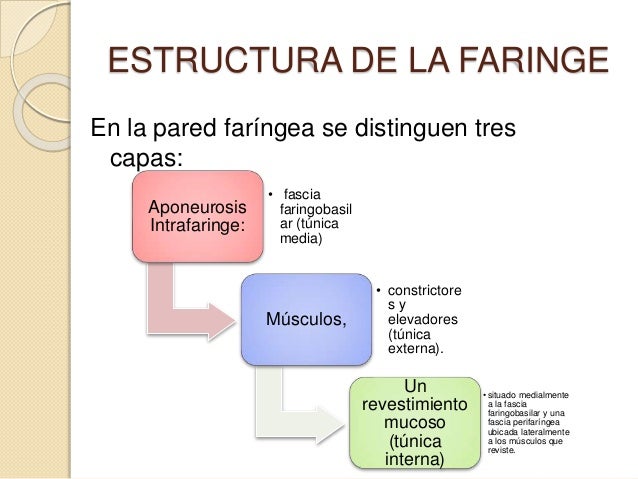 Anatomia Boca faringe esofago estomago duodeno