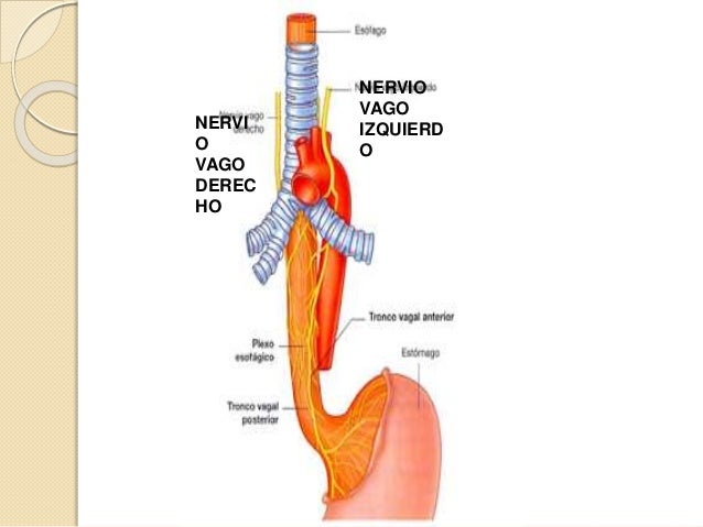 Anatomia Boca faringe esofago estomago duodeno