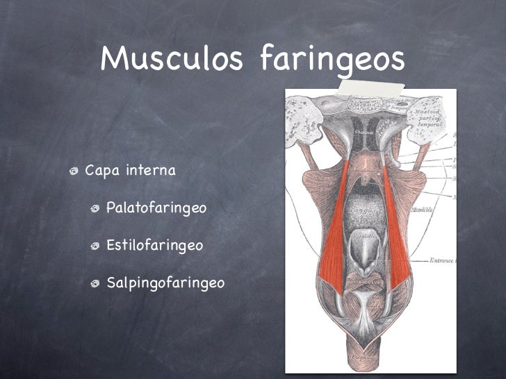 Boca, faringe y esofago