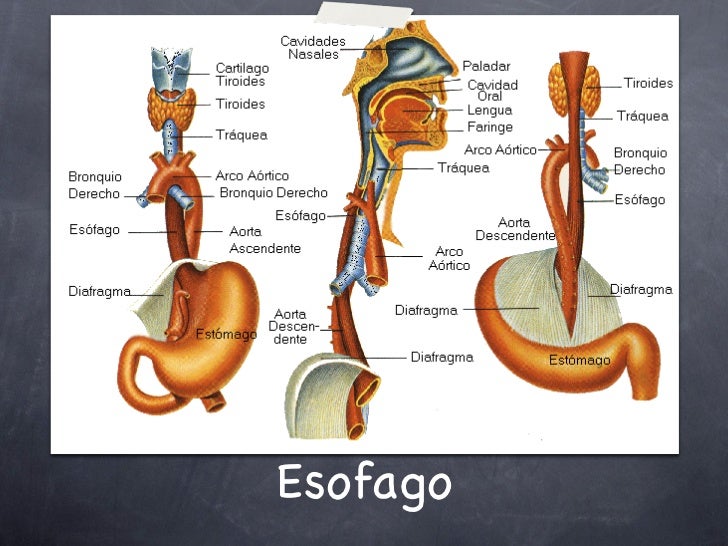 Boca, faringe y esofago