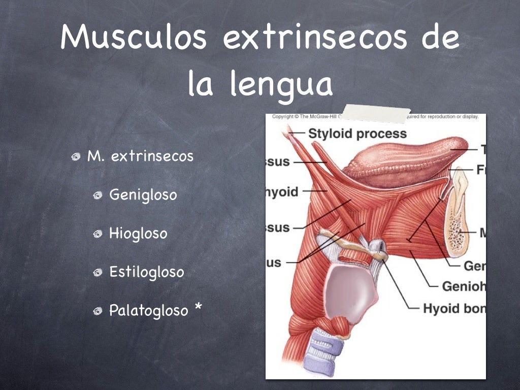 Boca, faringe y esofago