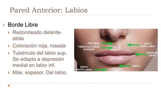 Anatomía de la Cavidad Bucal | PPTX