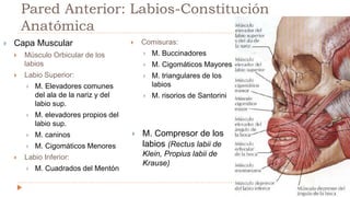 Anatomía de la Cavidad Bucal | PPTX
