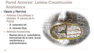 Anatomía de la Cavidad Bucal | PPTX