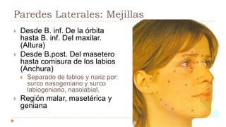 Anatomía de la Cavidad Bucal | PPTX