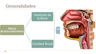 Anatomía de la Cavidad Bucal | PPTX