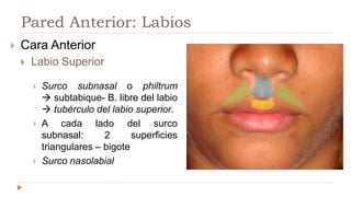 Anatomía de la Cavidad Bucal | PPTX