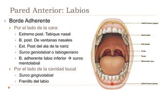 Anatomía de la Cavidad Bucal | PPTX