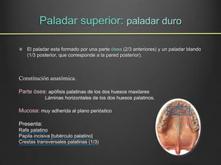 Boca | PPT