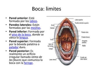 Boca y glandulas | PPTX